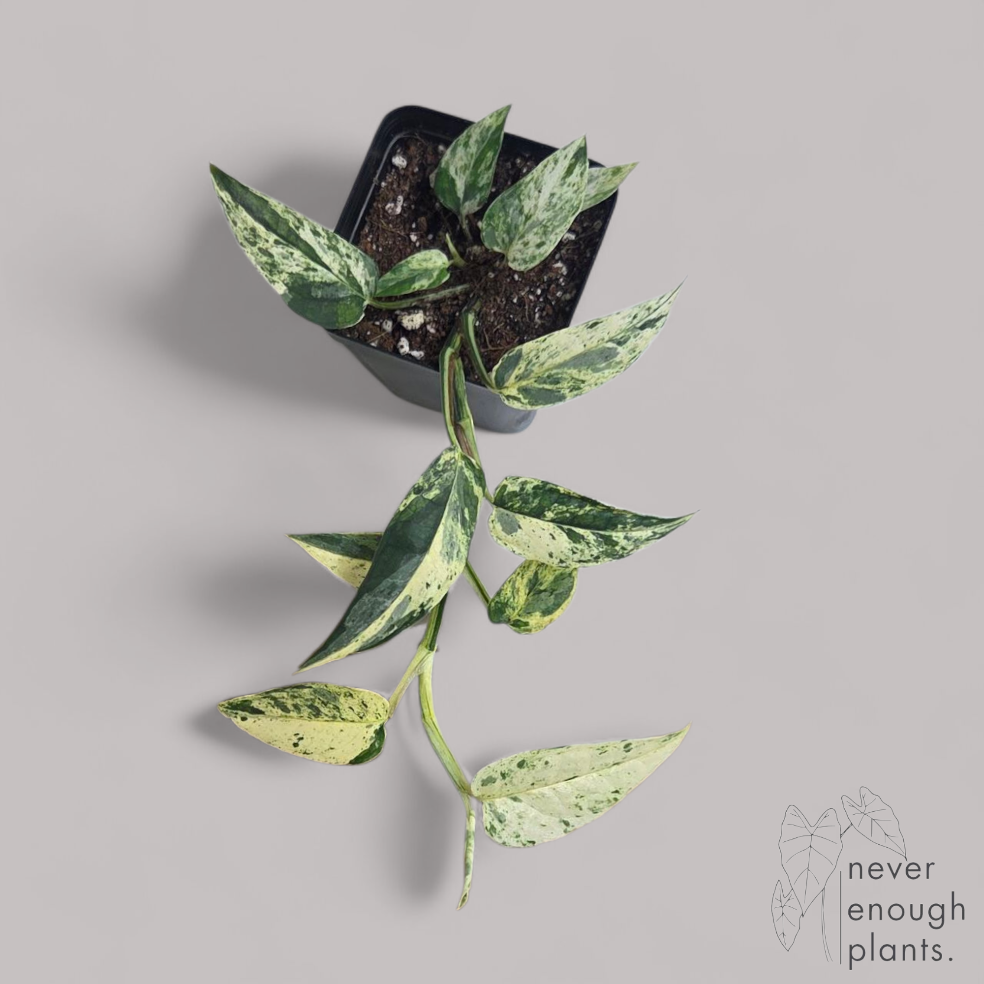 Epipremnum pinnatum 'Cebu Blue' Variegata – never enough plants.
